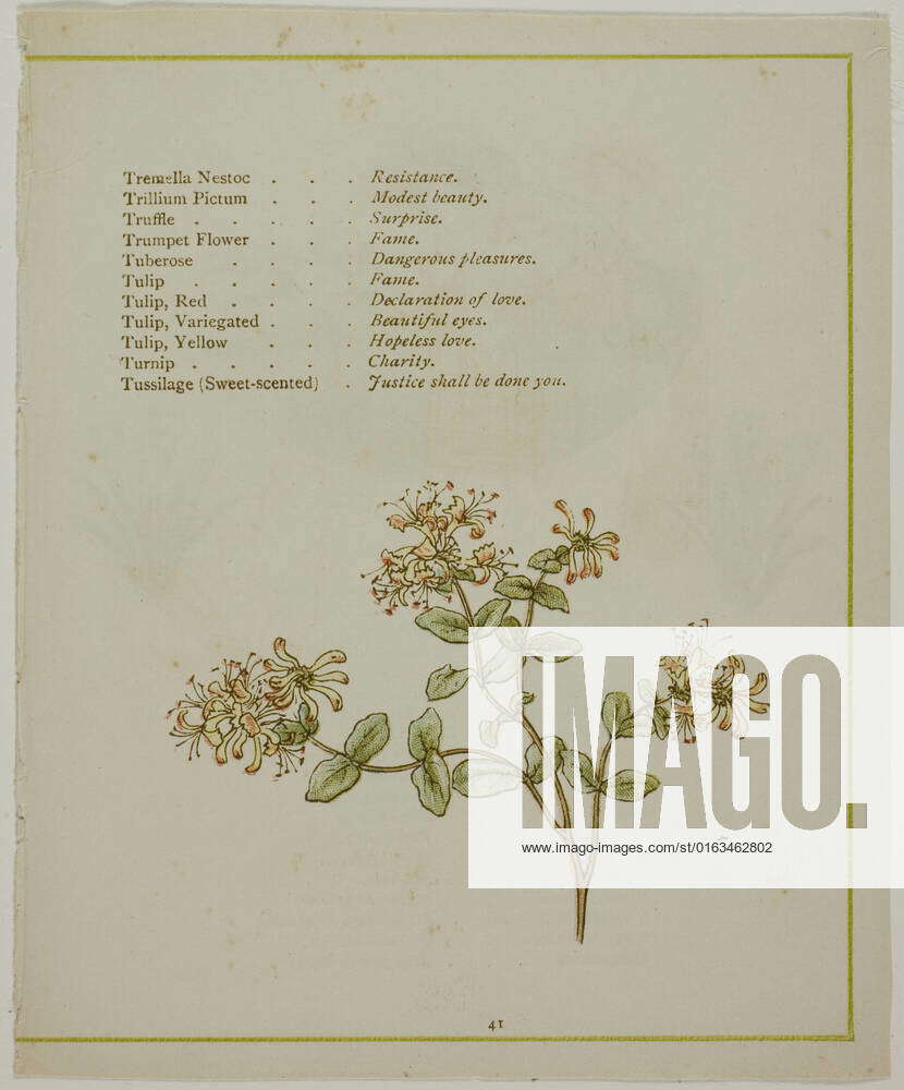 Valerian Through Volkamenia, from The Illuminated Language of Flowers ...