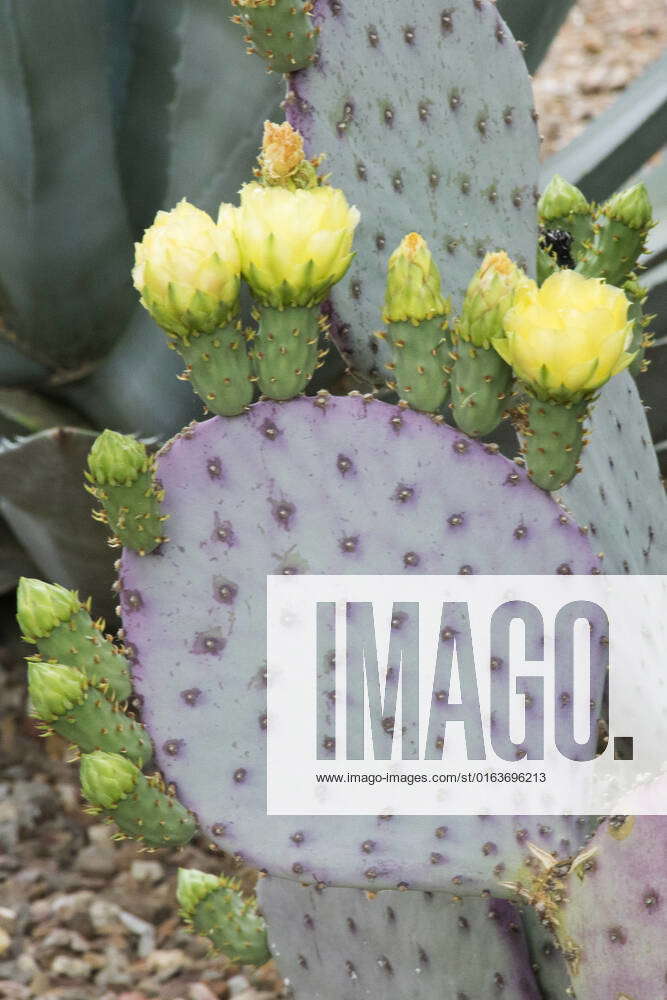 Purple Prickly Pear Cactus Flower