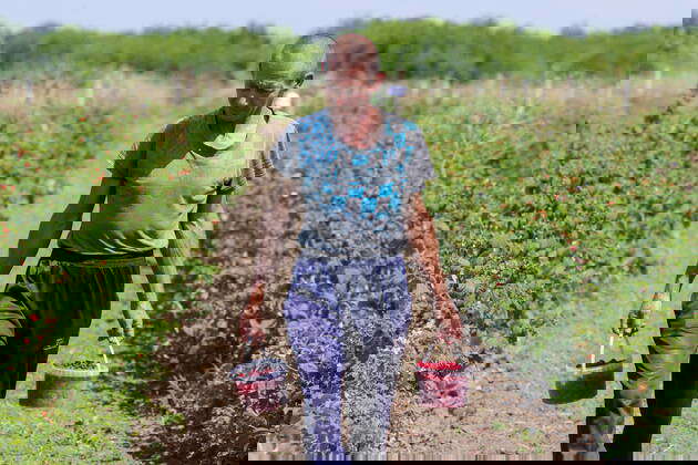 CRIMEA, RUSSIA – : A man carries containers with picked raspberries in ...