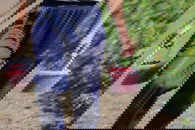 CRIMEA, RUSSIA – : A man carries containers with picked raspberries in ...