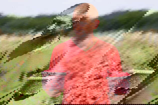 CRIMEA, RUSSIA – : A man carries containers with picked raspberries in ...