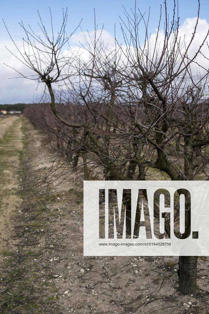 Apple orchard after winter season, landscape with empty apple trees ...
