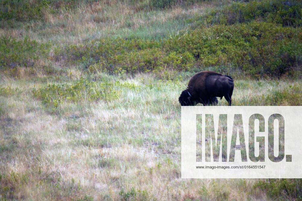 Bison eating inside the National Bison Range, Bison eating inside the ...