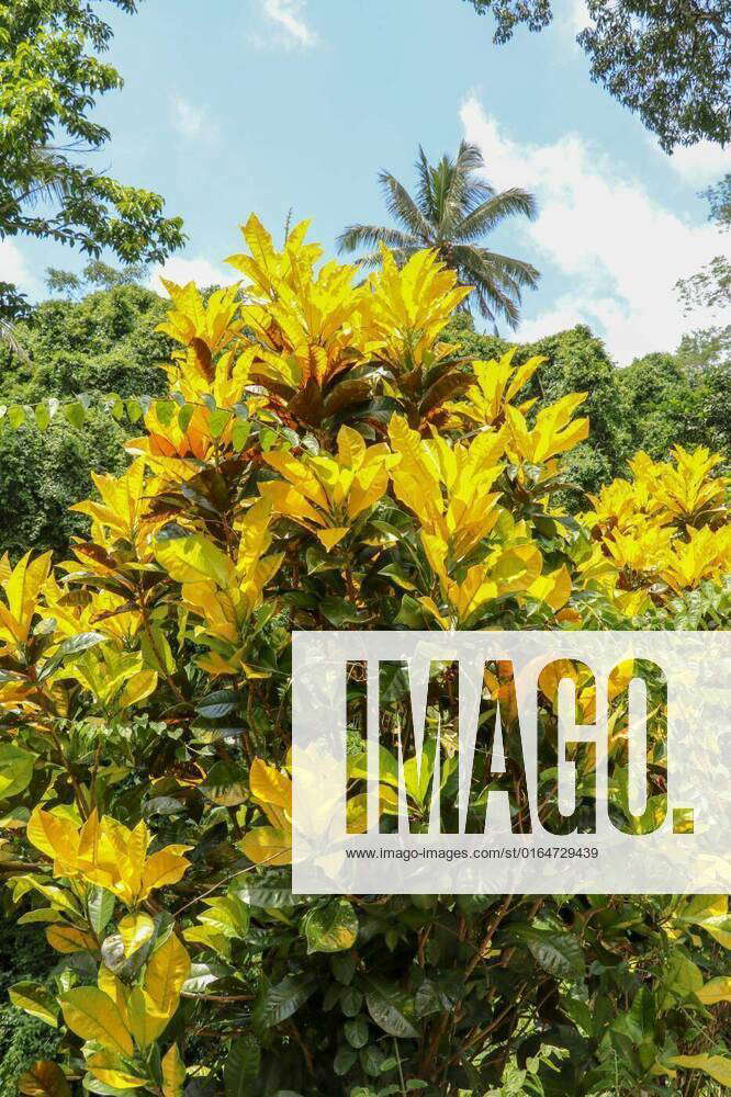 Close up of Codiaeum variegatum with large bright yellow leaves ...