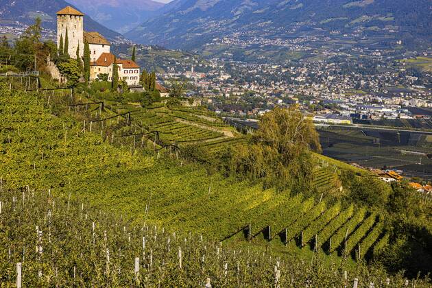 Castle Lebenberg via vineyards, at the back the Spa town Merano, near ...