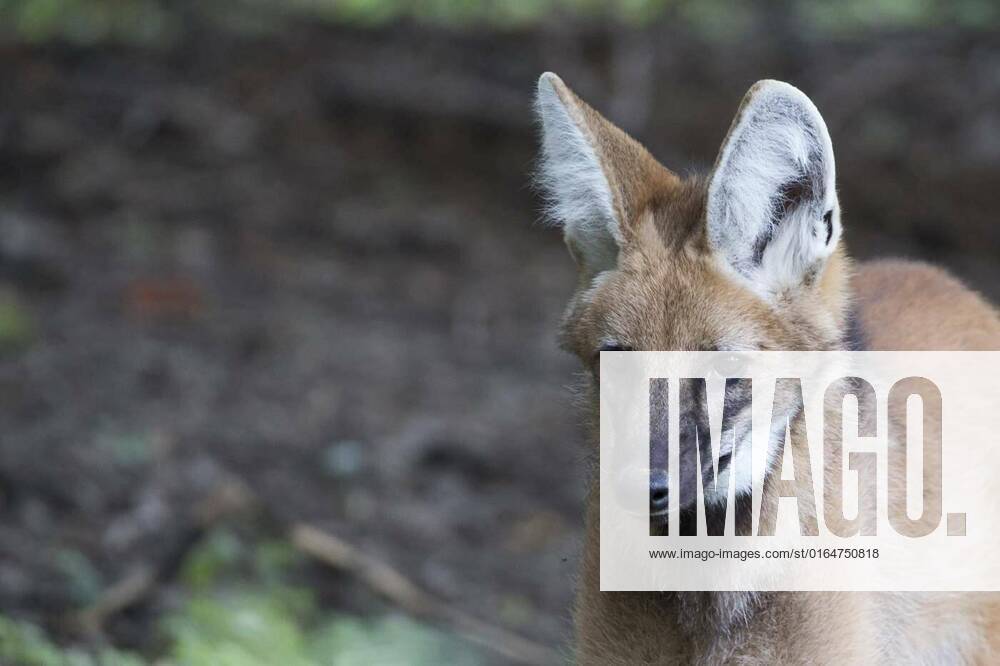 Maned wolf a portrait, Maned wolf a portrait in the wild