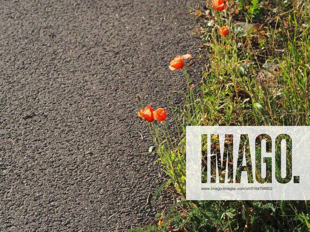 Flowers on the roadside, Flowers on the roadside