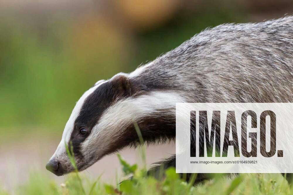 Side view of walking European Badger in the forest closeup, Side view ...