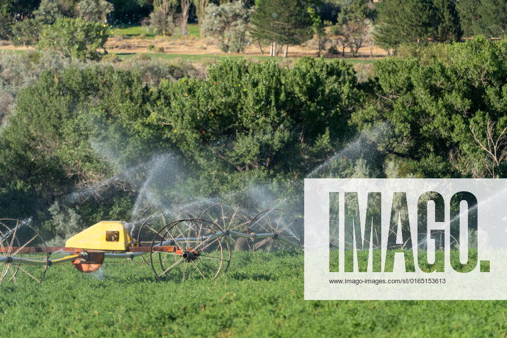 A wheel line or sideroll irrigation system watering a field of alfalfa ...