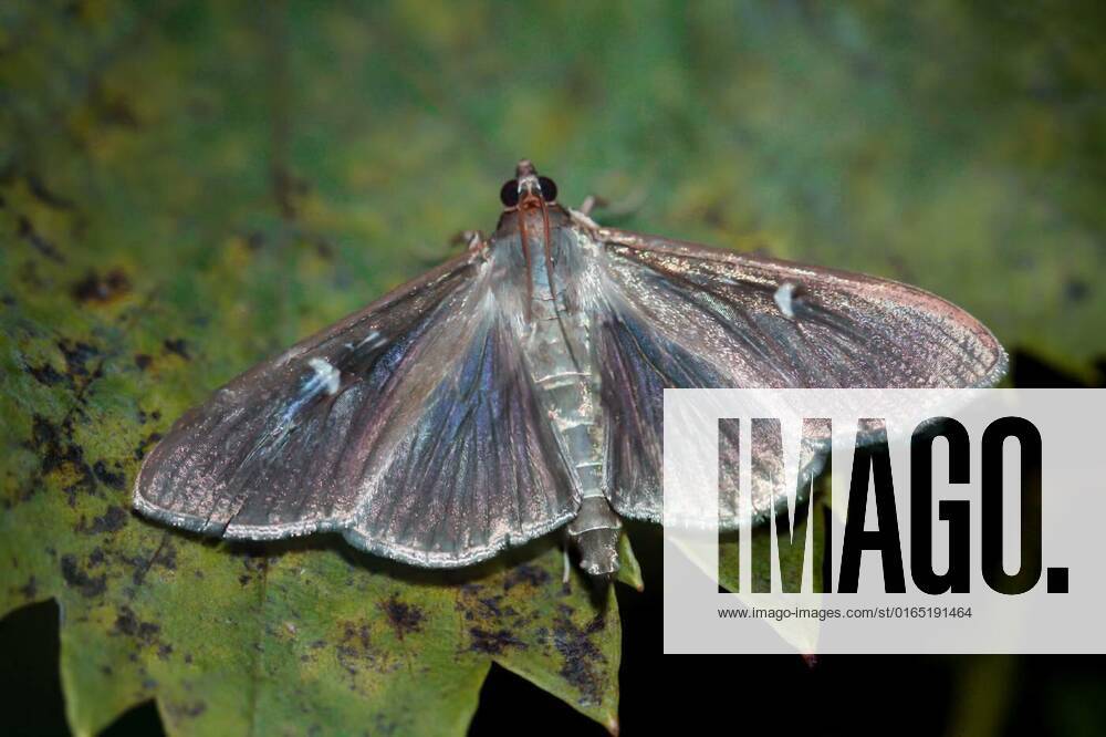 Close-up of a box tree moth. The box tree moth is an East Asian small ...