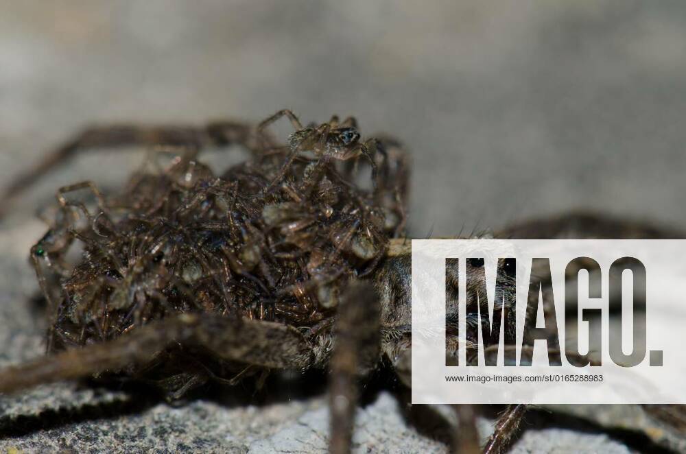 Wolf spider carrying her young on her back., Wolf spider Lycosidae ...