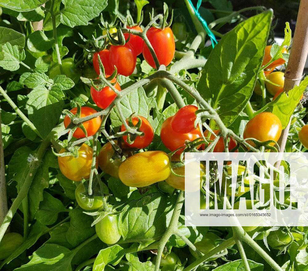 Pflaumen-Buschtomate, Romello, F1, Lycopersicon, esculentum, Pflaumen ...