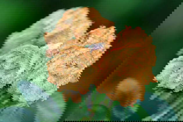 Roses in home gardens The flowers of a garden rose are burned during a ...