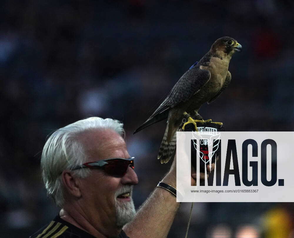 August 17, 2022: OLLY is a female Red Naped Shaheen Falcon and the ...