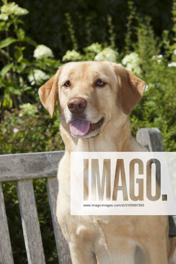 Labrador Retriever, Female, at a Park bench