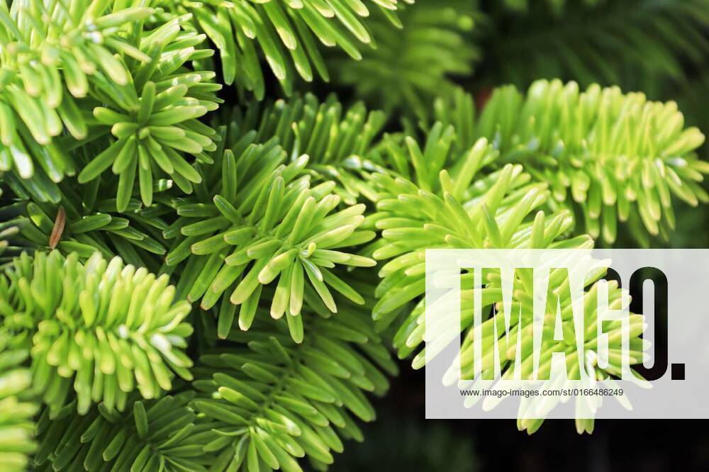 Closeup of the needles on a dwarf balsam fir, Closeup of the needles on ...