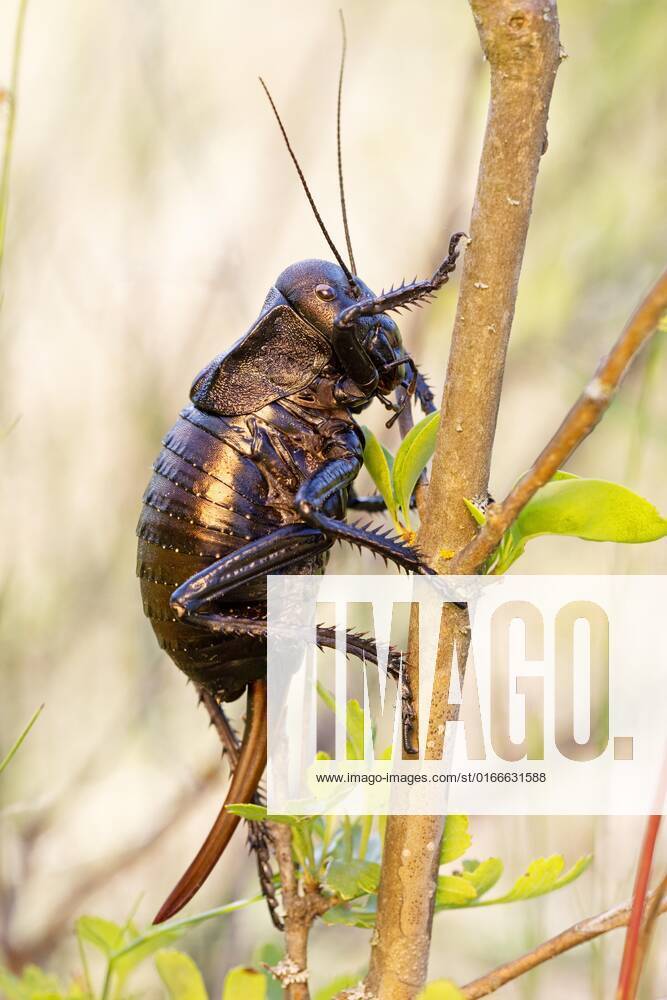 Bronze glandular Bush Cricket Bradyporus Dasypus , Biosphere reserve ...