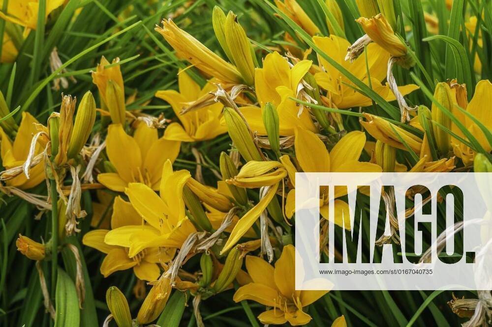 Hemerocallis Fulva Flower, Belongs to the Xanthorrhoeaceae Family ...