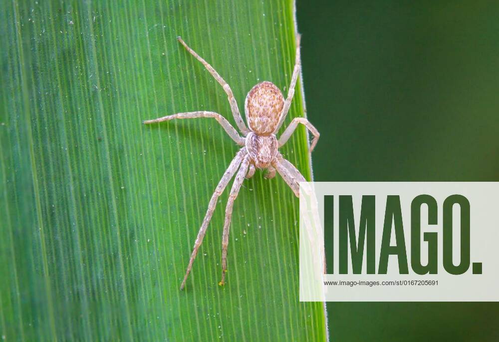 A curled spider, spider sits on the leaf of a water lily