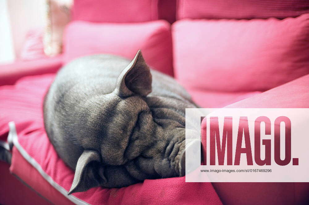 Big black piggy on a pink sofa, 3183083, Black, Pig, Piglet, Livestock ...