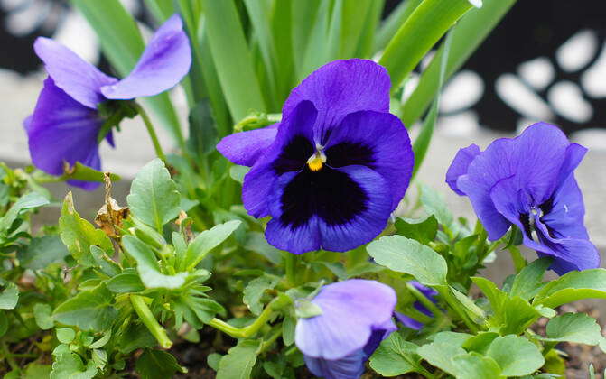 Spring time: first tricolor viola flower, 10011684, bloom, blossom, blossoming, blue, botanic