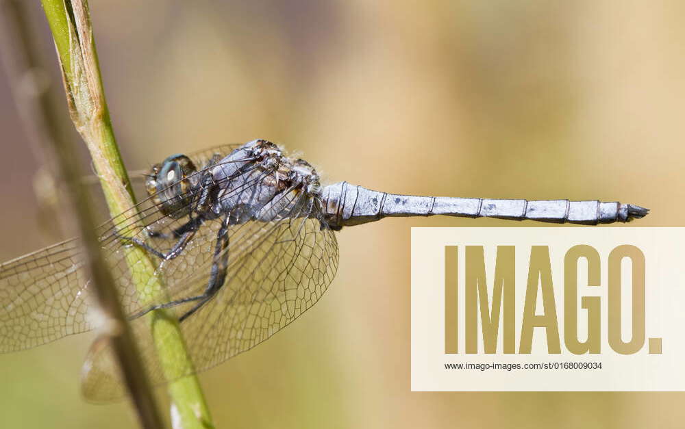 Close up view of a Epaulet Skimmer (Orthetrum chrysostigma) dragonfly ...