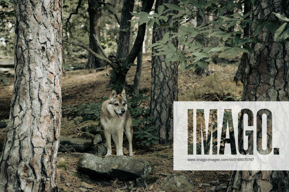 Nature german forests animals wildlife Wolfhound in moody forest ...