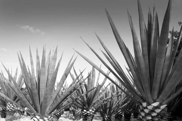 Agave tequilana plant to distill Mexican tequila