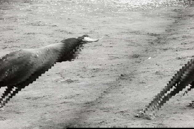 Dangerous bull in the bullring, black and white, 6200332, aggressive ...