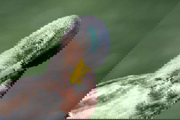 Ohio Waterfowl And Birds Of Prey At Miami Whitewater Forest In ...