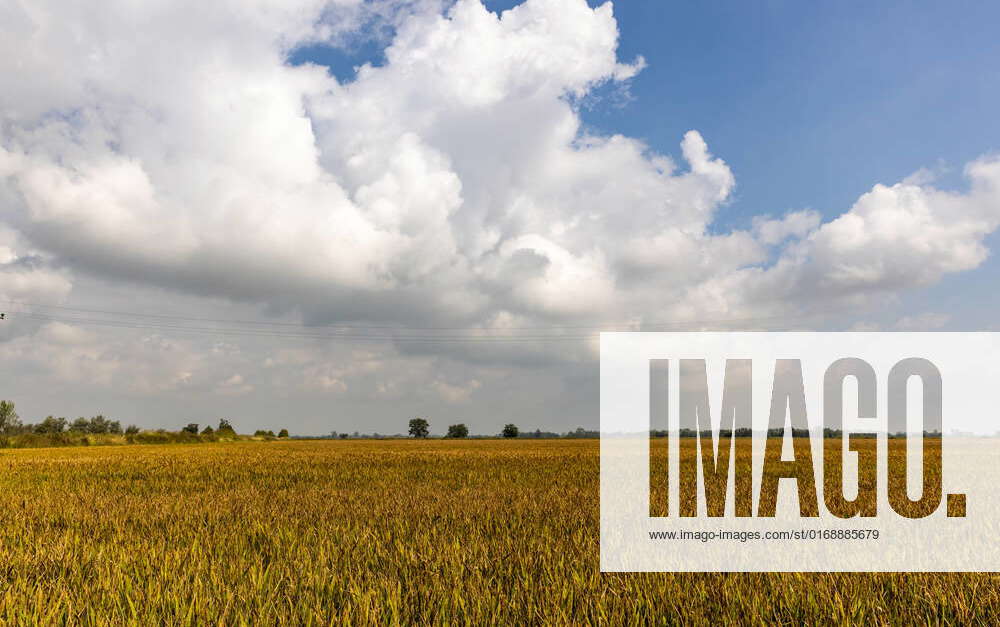 Drought In Northern Italy: The Surviving Rice Fields In Novara Rice ...