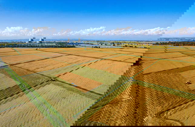 Drought In Northern Italy: The Surviving Rice Fields In Novara Rice ...