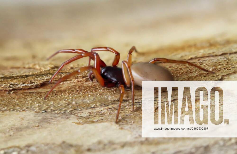 Close-up of a six-eyed spider. It is a family of the true web spiders