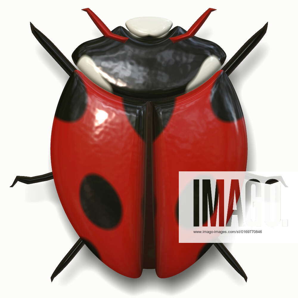 Ladybird is the beautiful bug of nature, 1597356, abstract, animal ...