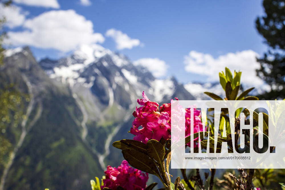 Alpenrose in full Flower