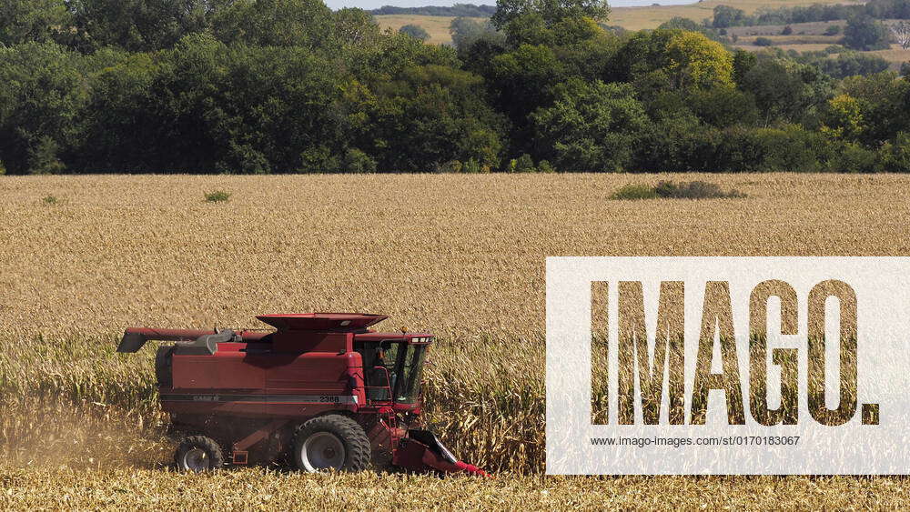 Castana, Iowa, USA: A farmer begins picking his corn crop in a field in ...