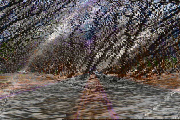 HARARE, Oct. 15, 2023 -- Blossoming jacaranda trees are seen along a ...