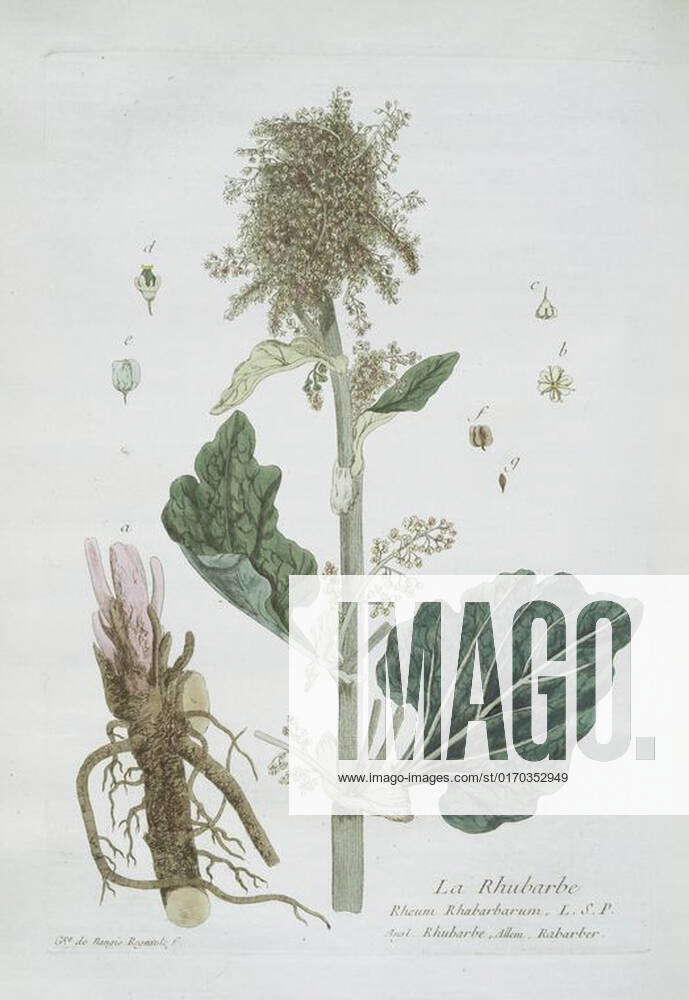 La Rhubarbe.. Regnault, Nicolas-Francois, 1746-1810. Prints, Scientific ...