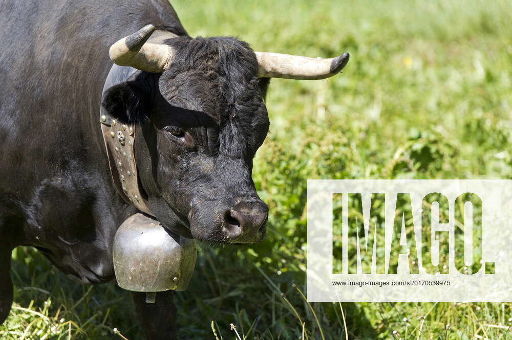 Eringer, Herens Bos primigenius F Taurus, Portrait a Cow the Eringer ...