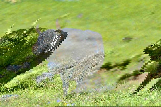 Eringer, Herens Bos primigenius F Taurus, Portrait a Cow the Eringer ...