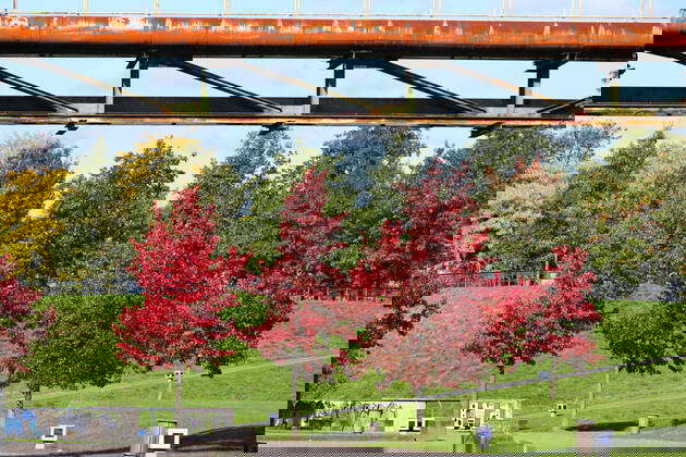 Trees in the Westpark on the site of the former Krupp steelworks in ...