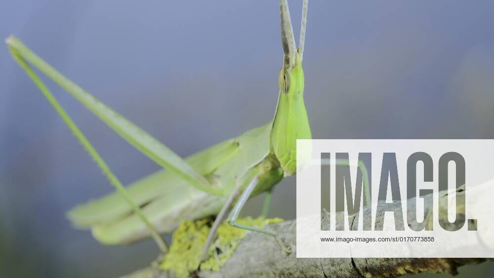 Close-up from giant grasshopper acrida, the at a Ast before blue Sky ...