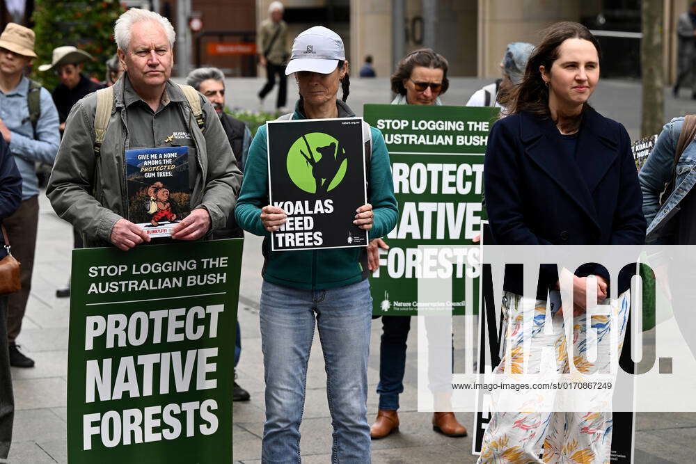 NSW FOREST LOGGING PROTEST, Protesters are seen during an anti-logging ...