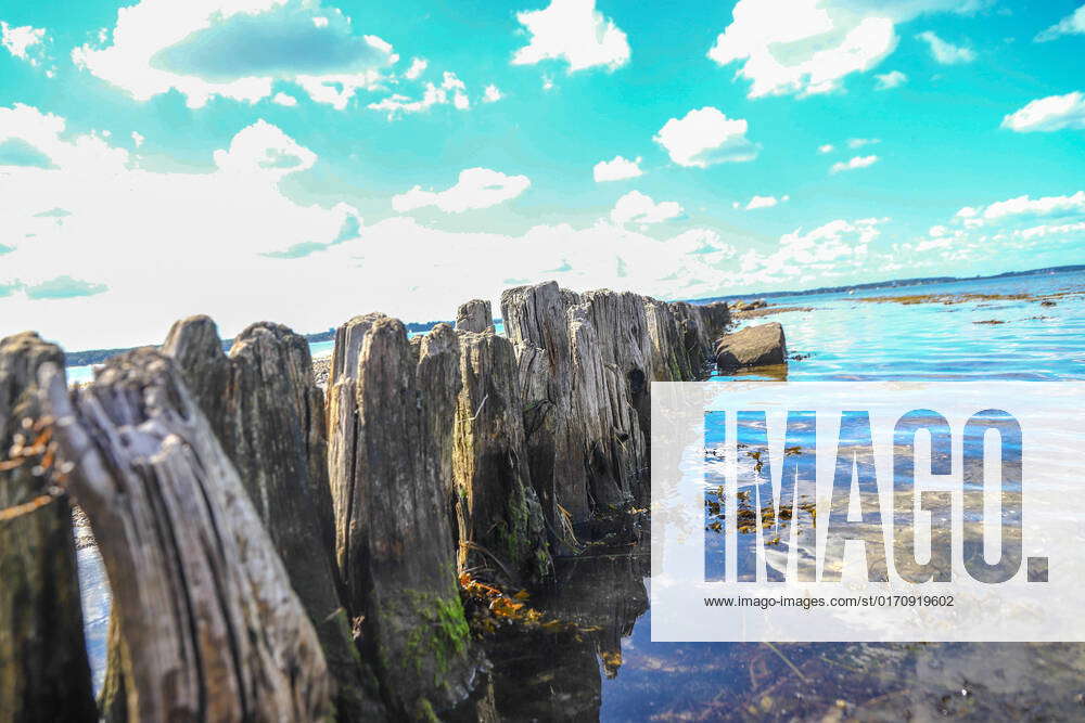 Groynes from piles on the beach