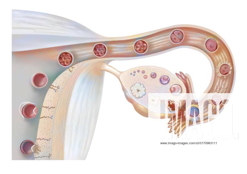 Female genitalia: ovarian cycle, ovulation, fertilization, embryo ...