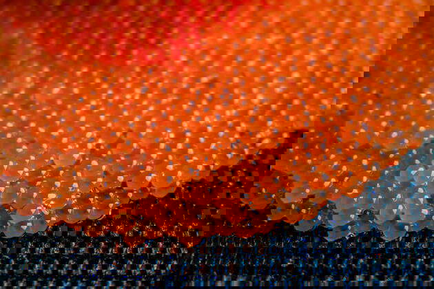 RUSSIA, PRIMORYE REGION - : Chum salmon roe extracted at a mobile ...