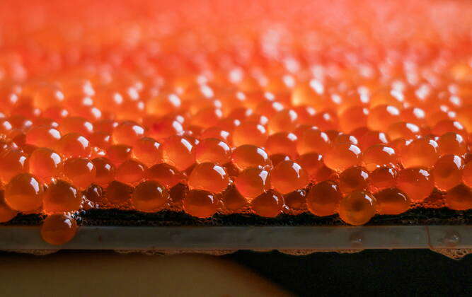 RUSSIA, PRIMORYE REGION - : Chum salmon roe extracted at a mobile ...