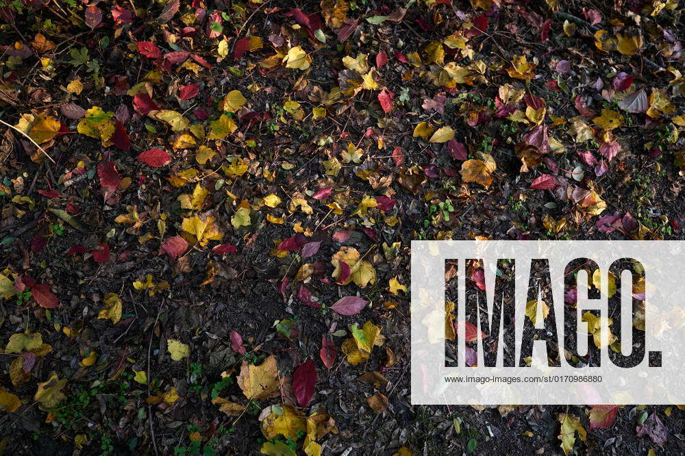 Vienna, Austria forest floor covered with colorful leaves Vienna