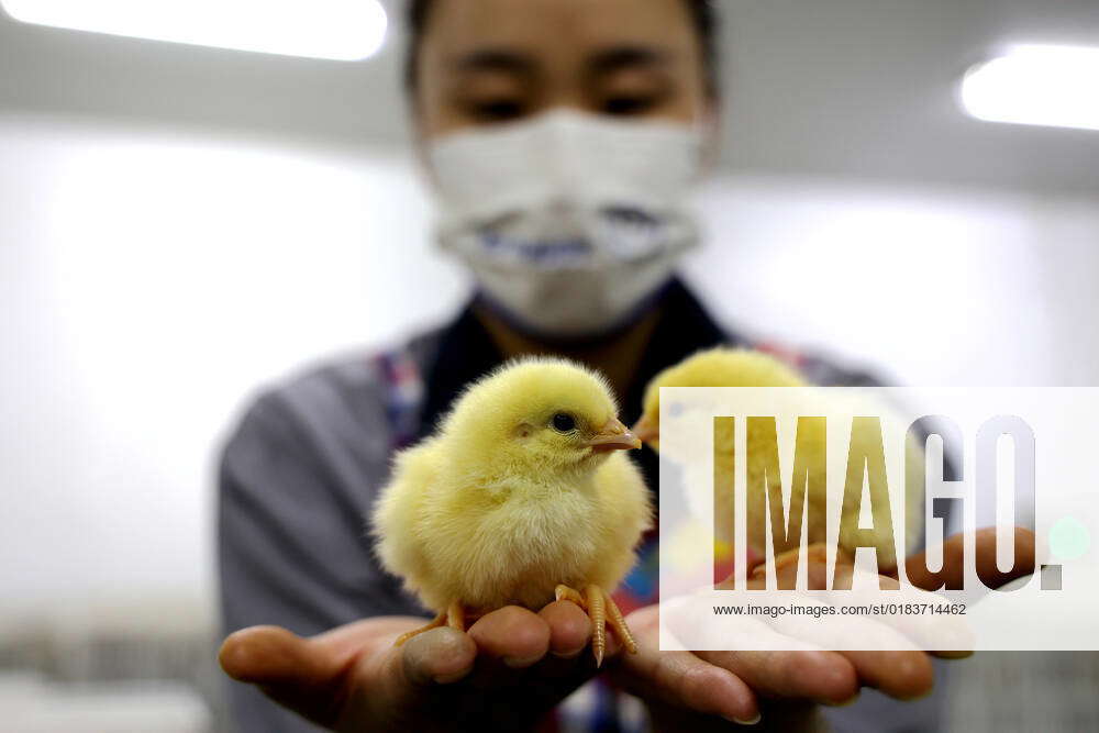 A worker is showing the hatched chicks in the workshop of a chick ...