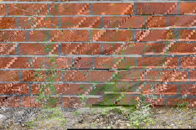 erysimum, Path Rocket Sisymbrium officinale, grows at Gravel bed next ...